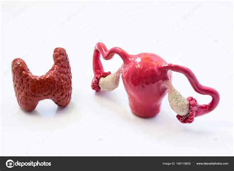 Thyroid Gland And Uterus And Ovaries Together Mutual Influence Of