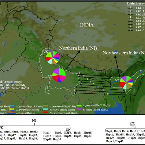 Map Showing The Distribution Of Species Haplotypes And Evolutionary