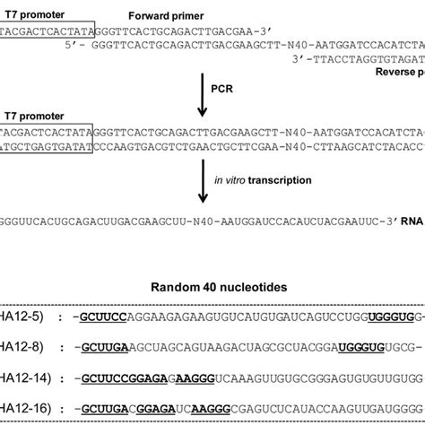 rna library for selex and rna aptamer sequences a the sequence of