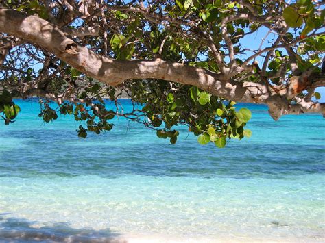 Free Images Beach Sea Tree Flower Vacation Caribbean Tropics