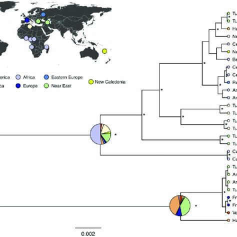 Bayesian Mcc Tree From The Discrete Phylogeographic Joint Analysis Of