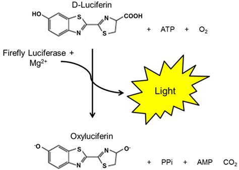 In Vivo Luc™ Imaging Solution Luciferase 78803