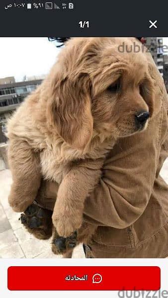 جولدن ريتريفير بيور تقليب عالى شهرين ونصف مطعم كلاب 198960974