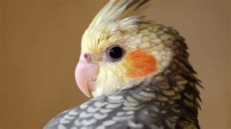 Realistic Bird By Tffeathers On Newgrounds