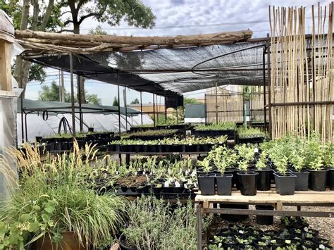 Native Plants Nursery