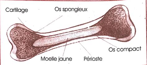 Svt Cm2 Le Squelette Et Les Os Je Retiens