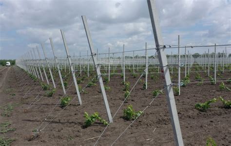 Echipamente De Protecție Tratamente Culturi Stâlpi De Beton Pentru Vie
