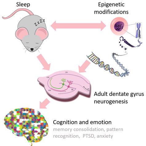 The Interplay Between Sleep And Epigenetic Modifications Of Gene