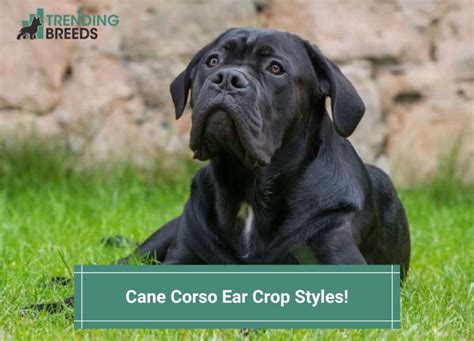 Cane Corso Ear Crop Styles 2024