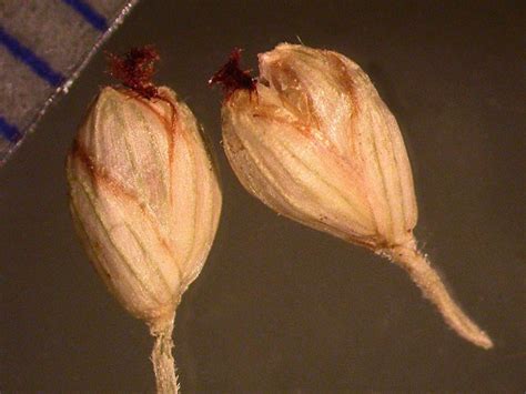 Seinet Portal Network Image Details 9715