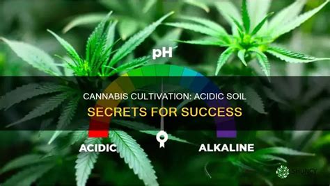 Cannabis Cultivation Acidic Soil Secrets For Success Shuncy