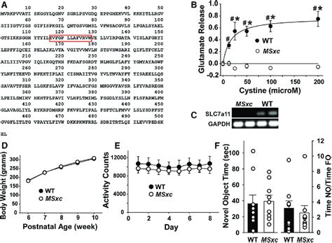 Mutating Xct Protein Eliminates Sxc Function But Does Not Produce