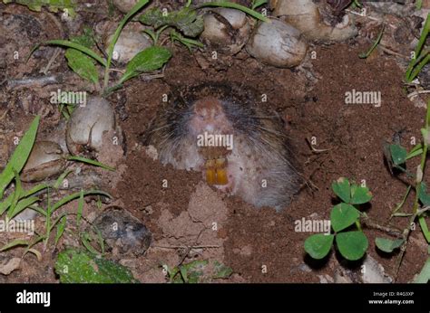 Plains Pocket Gopher Geomys Bursarius Searching For Acorns Stock