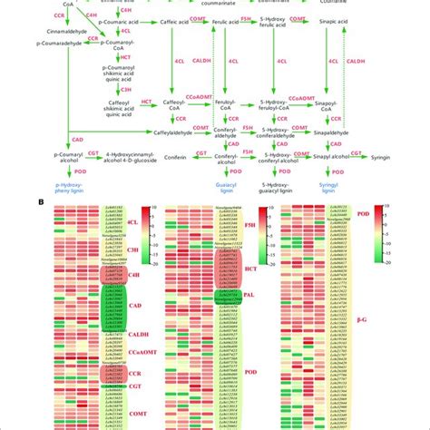 The Phenylpropanoid Biosynthesis Pathway And Phenylpropanoid