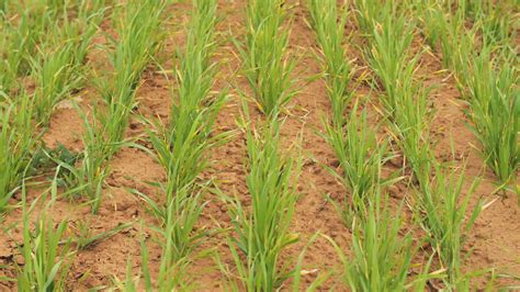 Young Wheatgrass In The Field 48472032 Stock Video At Vecteezy