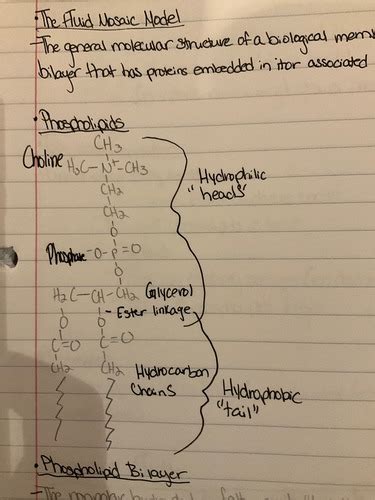 Bio Exam 2 Flashcards Quizlet