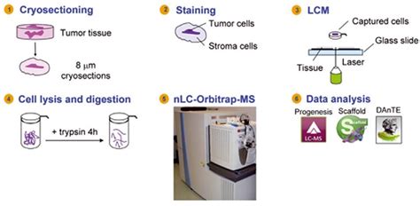 Tissue Proteomics Work Flow Download Scientific Diagram