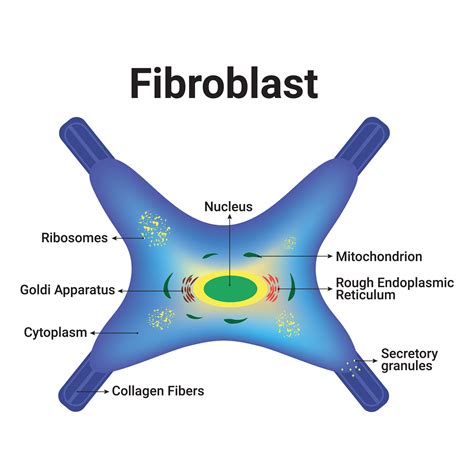 Fibroblast Vector Illsutration Design 27892929 Vector Art At Vecteezy
