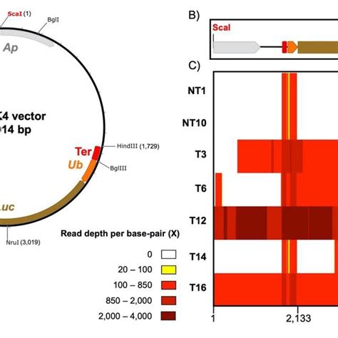 Igv Integrated Genome Viewer Visualization Of Read Coverage And