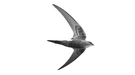 Swift Combine Modern Reactive Programming By Abdullah Yalcin Nov 2024 Medium