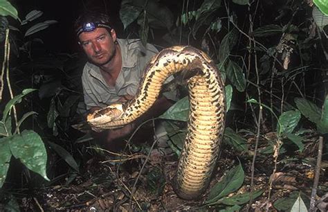 Gaboon Viper Facts Habitat Diet Life Cycle Pictures And More