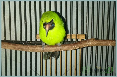 Ciri Ciri Cucak Ijo Mini