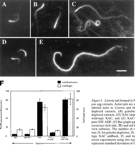 Figure 3 From Xenopus Actin Depolymerizing Factorcofilin Xac Is