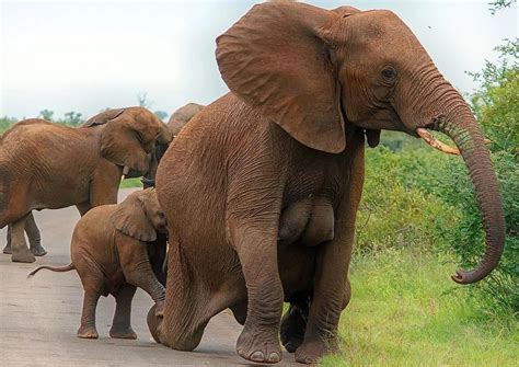 Female Elephants Have Breasts Unlike Most Other Mammals With The