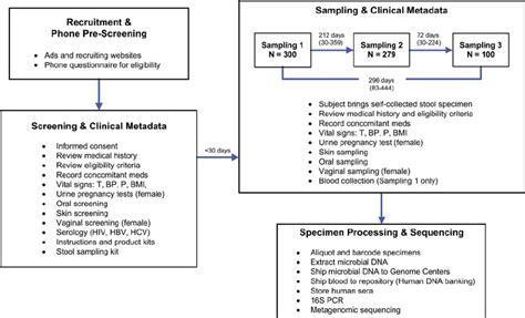 Timeline And Flow During The Screening And Sampling Process The Basic Download Scientific