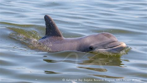 Dolphin Monitoring And Outreach Station Galveston Bay Dolphin