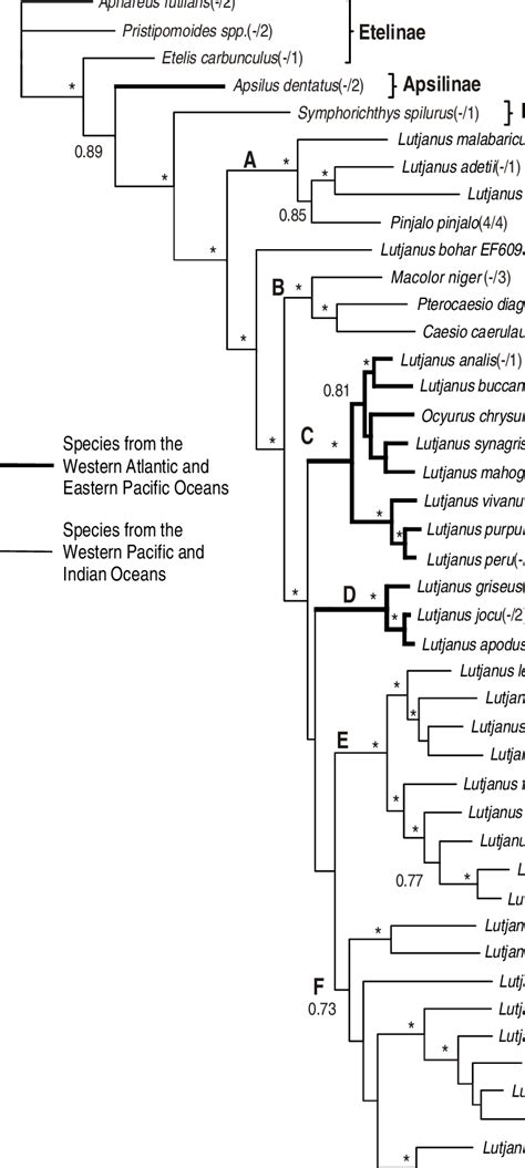 Bayesian Phylogram Of 43 Species Of Lutjanidae Showing Six Clades