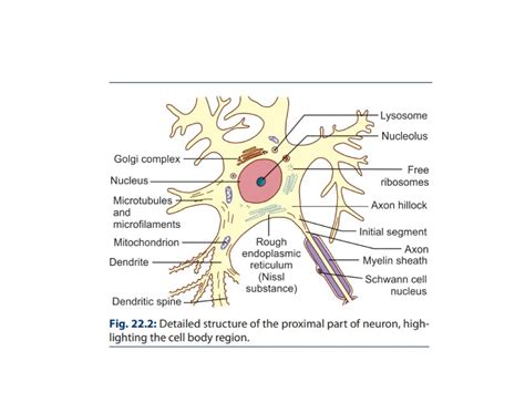 Functional Anatomy Of Nerve Cell Peripheral Nerve Classificationpptx