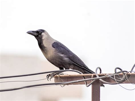 Bird Crow Raven Black Free Photo On Pixabay Pixabay