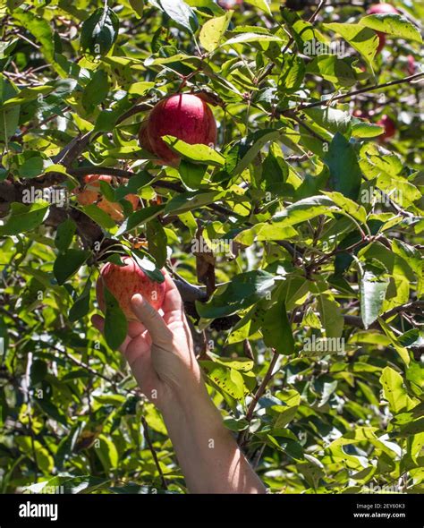 A Closeup Of A Person Trying To Pick The Ripe Juicy Red Apples From The