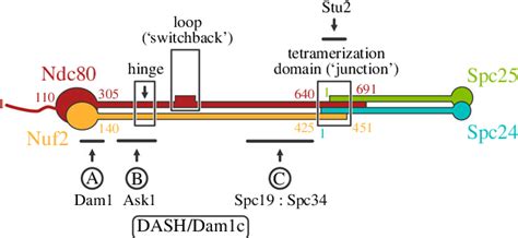 Figure 1 From Structure Of The Ndc80 Complex And Its Interactions At