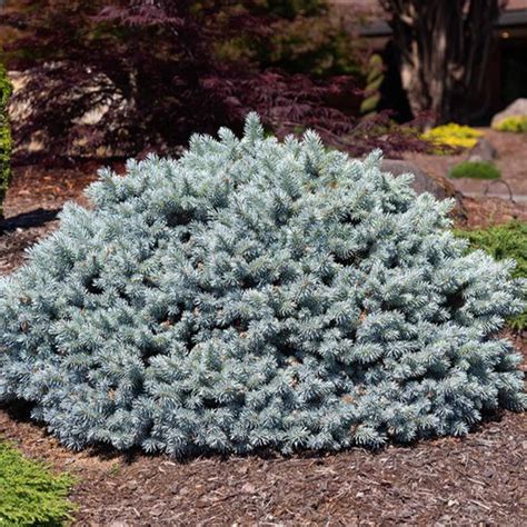 Dwarf Globe Blue Spruces For Sale