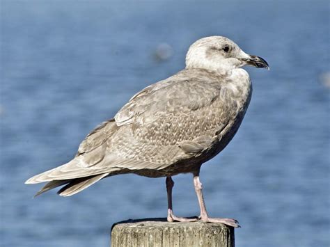 Southern California Gull Guide Birds Of Southern California