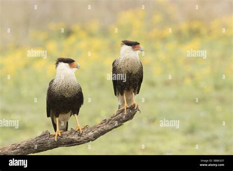 Northern Crested Caracara Caracara Cheriway Texas Usa North