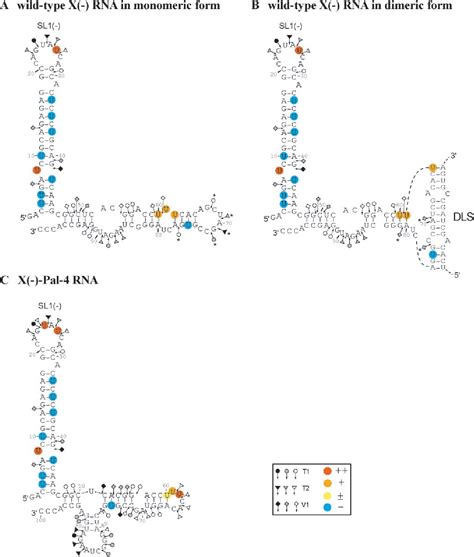 Figure 1 From Analysis Of Hepatitis C Virus Rna Dimerization And Core