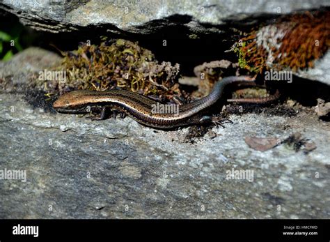 Small Bronze Grass Skink Or Bronze Mabuya Lizard Eutropis Macularia