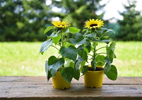 Tournesol En Pot Tout Savoir Sur La Culture Des Tournesols Interflora