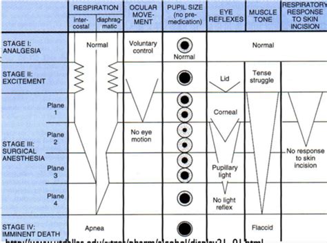 Monitoring parameters for anesthetic depth and recovery with species comparison (Barr ; Lecture ...