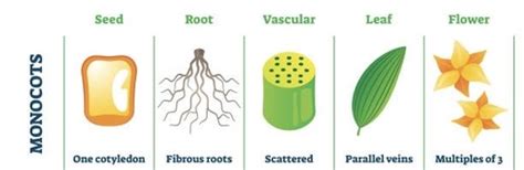 Bio Lab Practical 2 Flashcards Quizlet