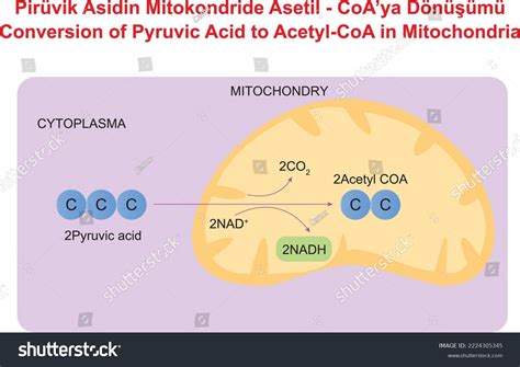 Acetyl Coa Many Carbons