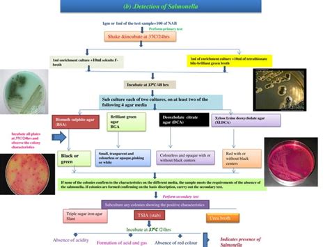 Microbial Limit Tests I P By Dr P Srinivas Jangaon Institute Of