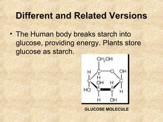 Starch Pp PPT