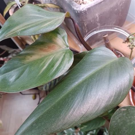 P Red Ruby Id Help Pls Rplantidentification