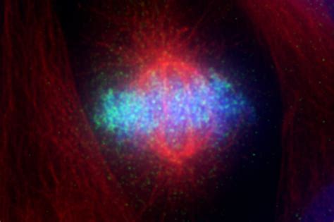 The Rockefeller University Research On Cell Division Provides New Clues To How A Common Cancer