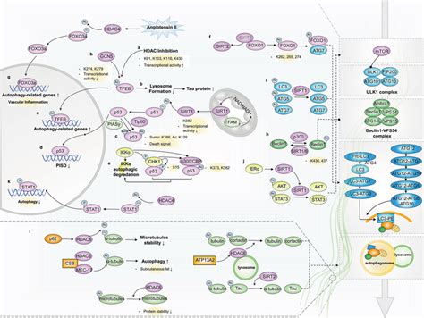 Acetylation Modification And Autophagy Regulation A Tfeb Acetylation Download Scientific