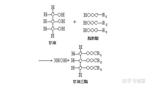 脂肪与健康 知乎